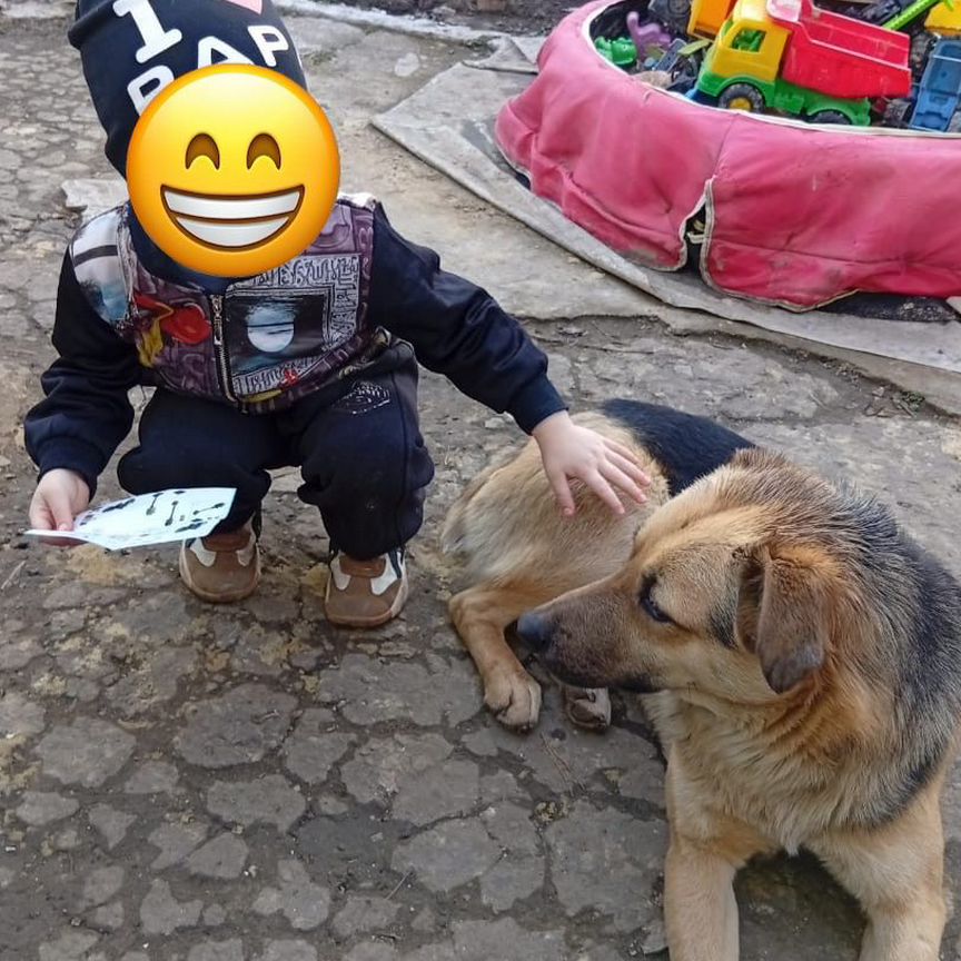 Песик ищет передержку или дом
