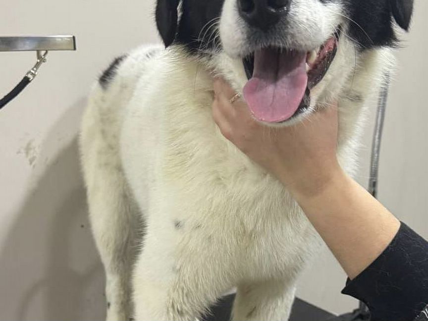 SOS Щенок в добрые руки