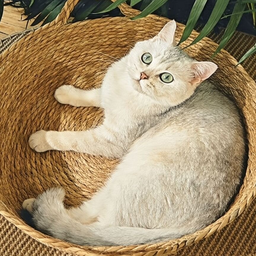 Лежанка из бамбука для животных 40см новая