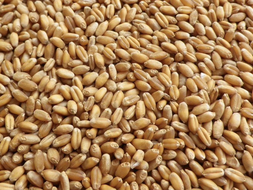 Продам зерно, колиброванная пшеница чистая