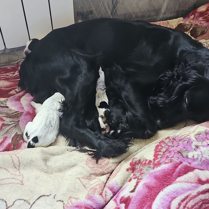 Русский охотничий спаниель щенки