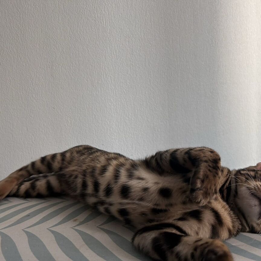 Отдам кота в добрые руки