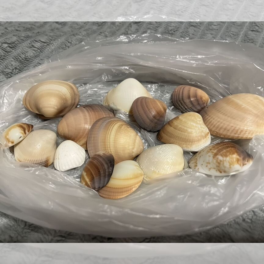Ракушки морские, мелкие
