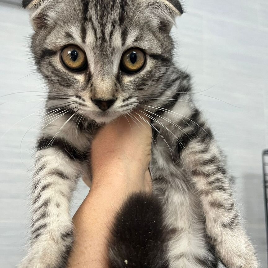 Котенок ласковая привитая девочка