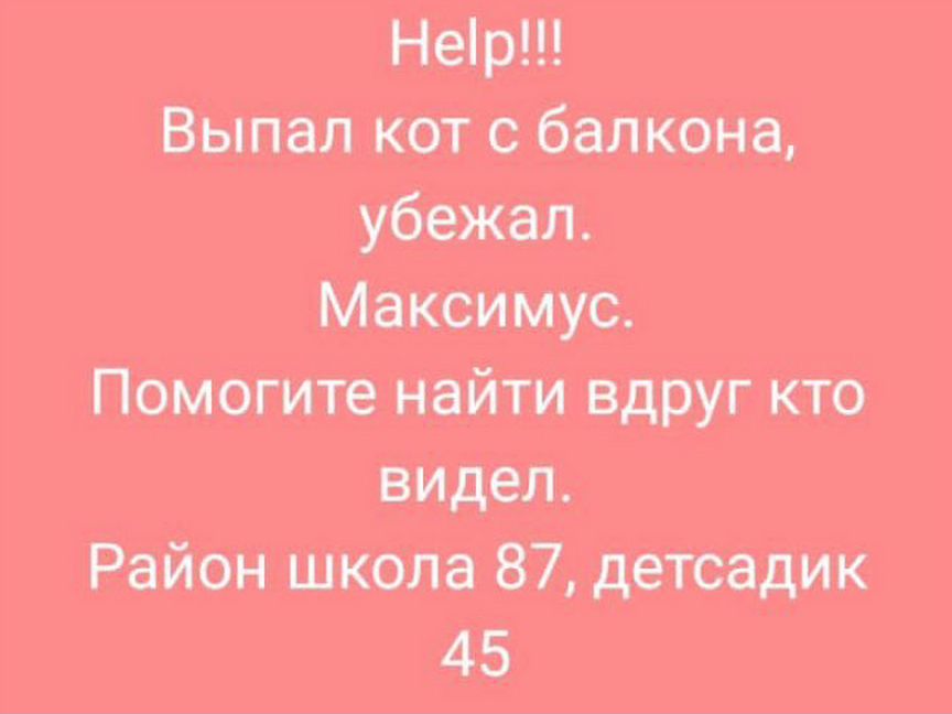 Потерялся кот