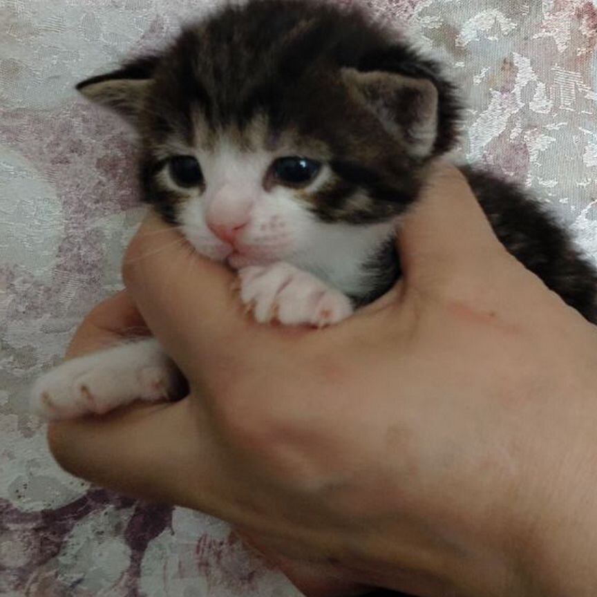 Канадский сфинкс котёнок