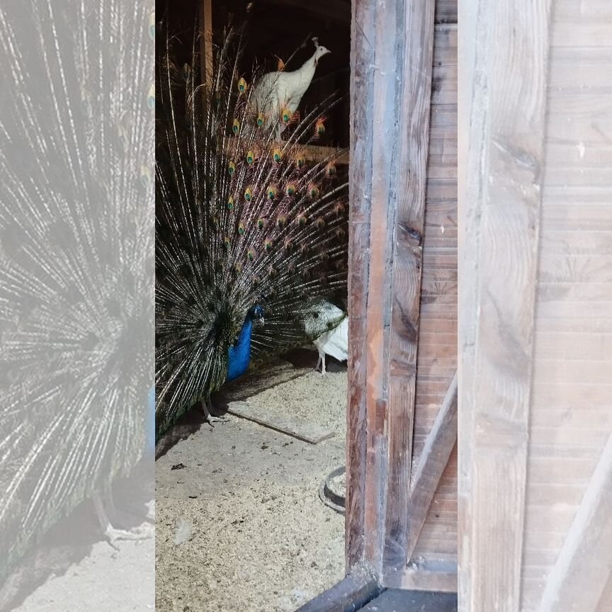 Индийский павлин, пара