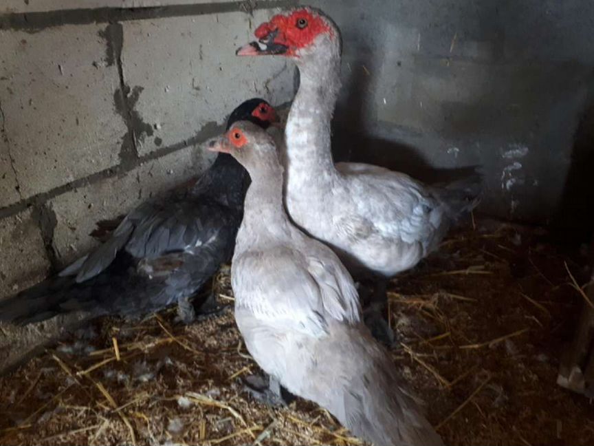 Гуси и Мускусные утки,утаки тяжёлый кросс