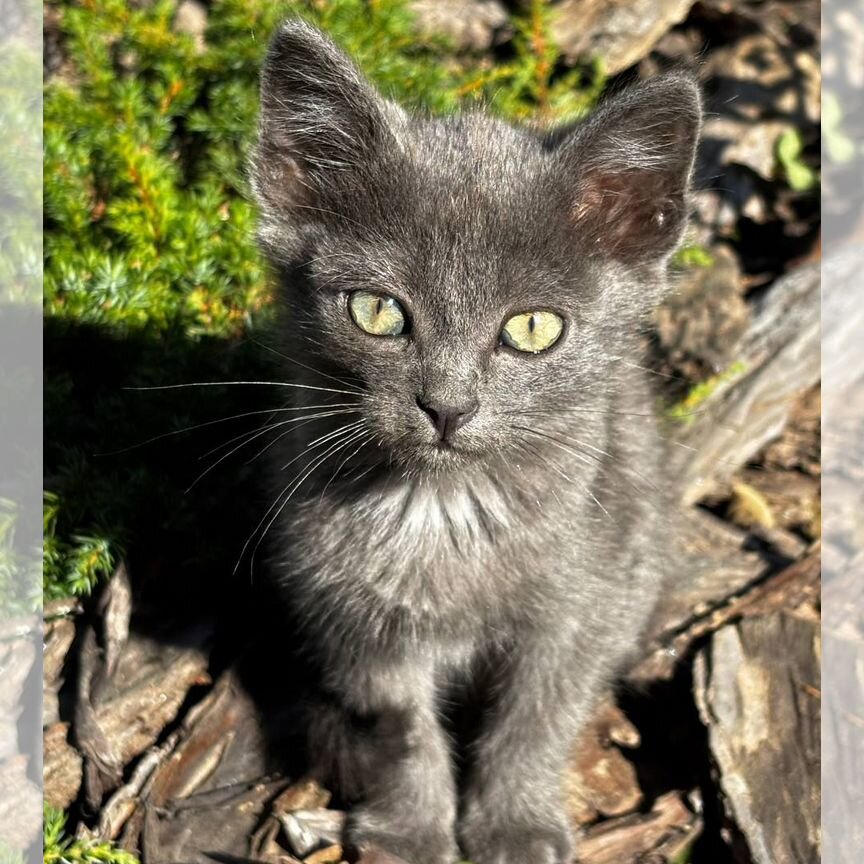 Котята в добрые руки бесплатно