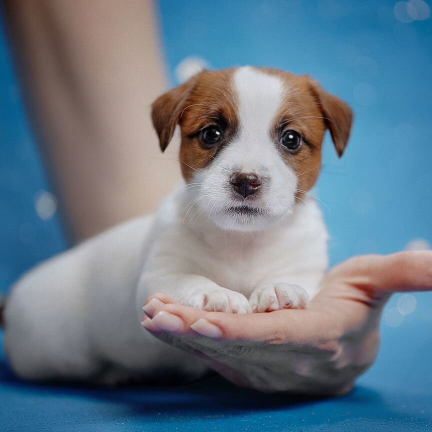 Щенки джек рассел терьер