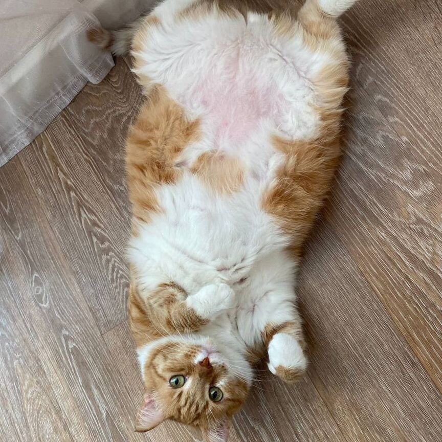 Рыжий кот в добрые руки