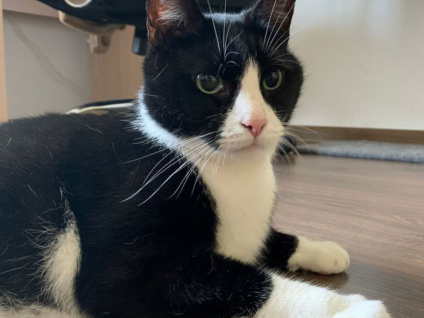 Ласковый кот Смурфик 4 года