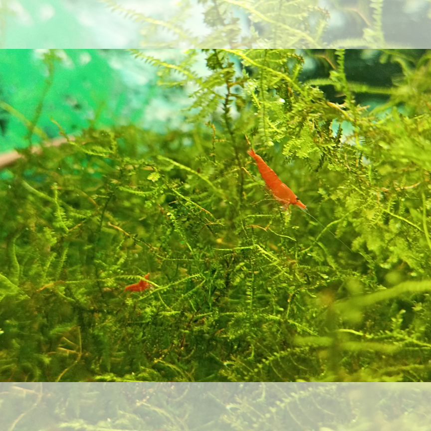 Креветки вишня для аквариума