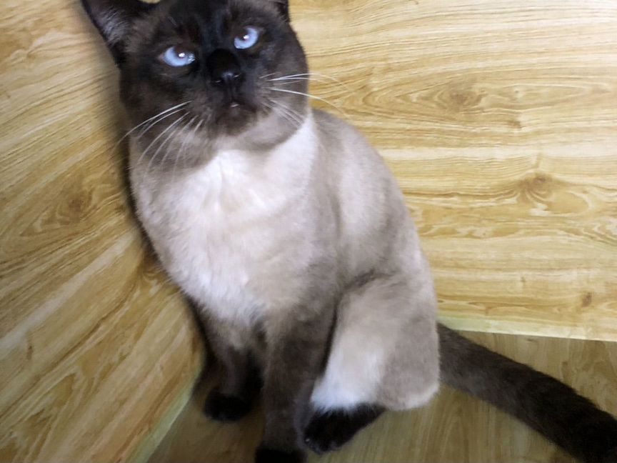 Тайский котик