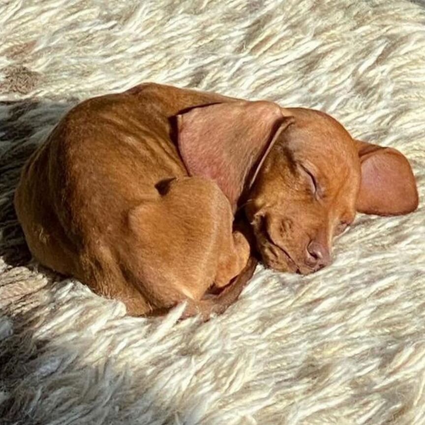 Карликовая такса, щенок