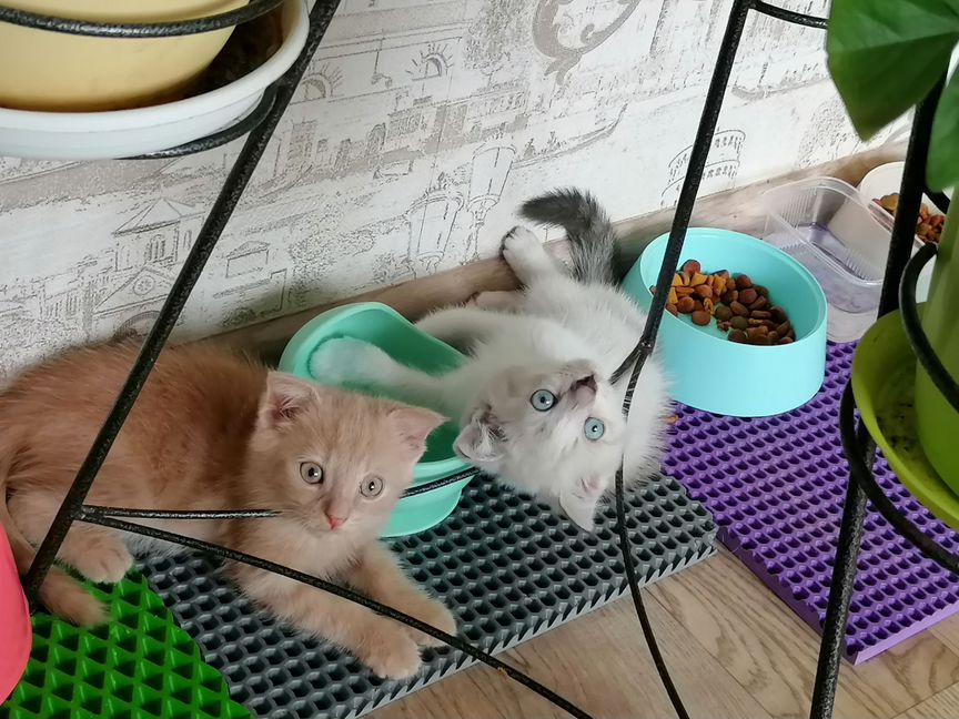 Котята в добрые руки