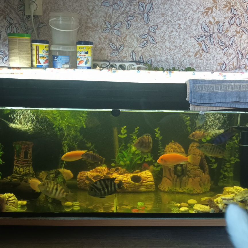 Аквариум с рыбками