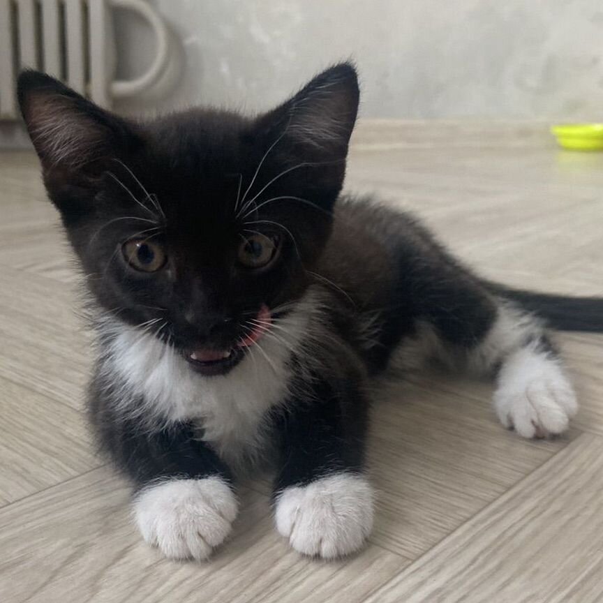Котёнок в добрые руки