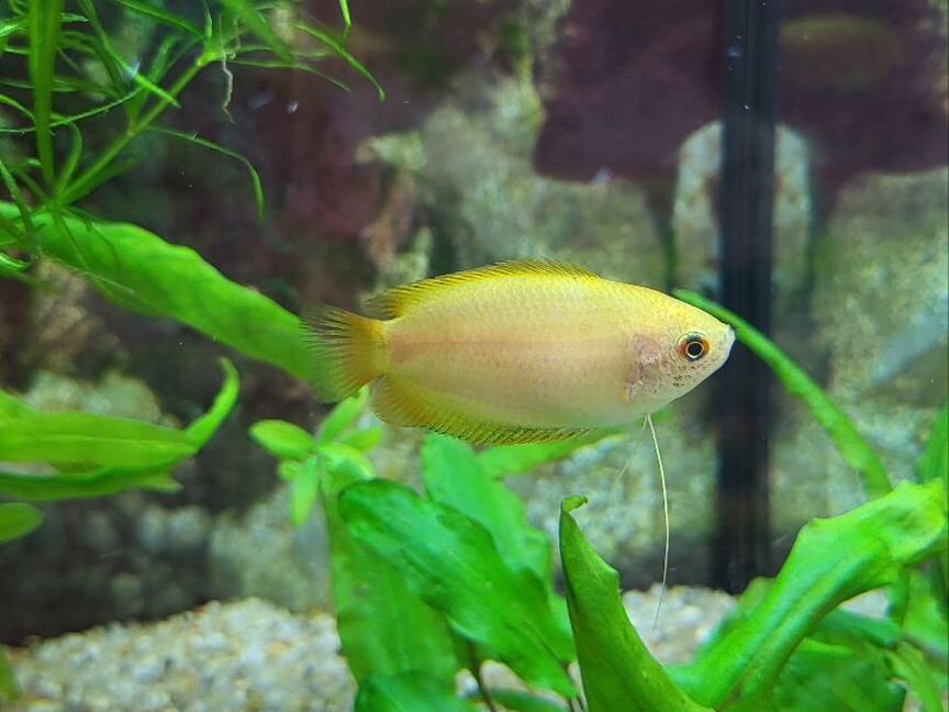 Аквариумная рыбка