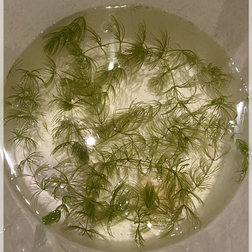 Роголистник в аквариум прополка