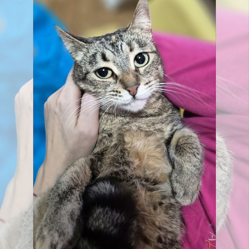 Европейская короткошёрстная, взрослая кошка