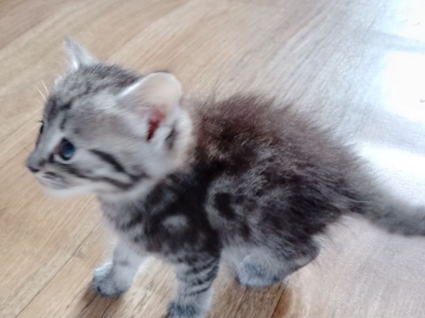 Котёнок в добрые руки