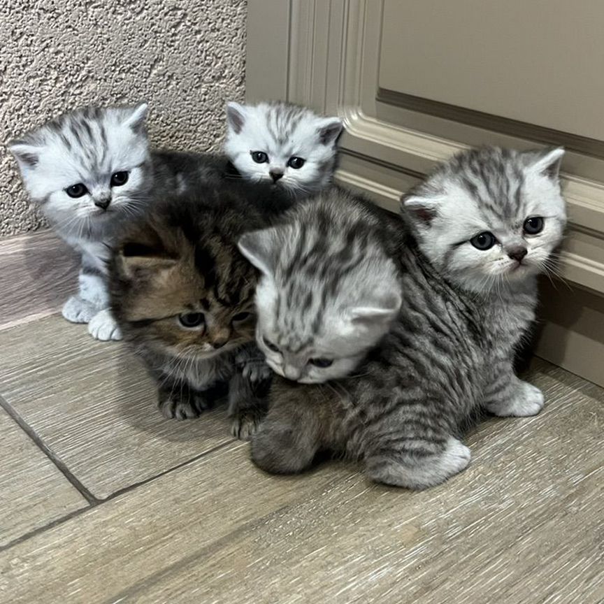 Шотландская