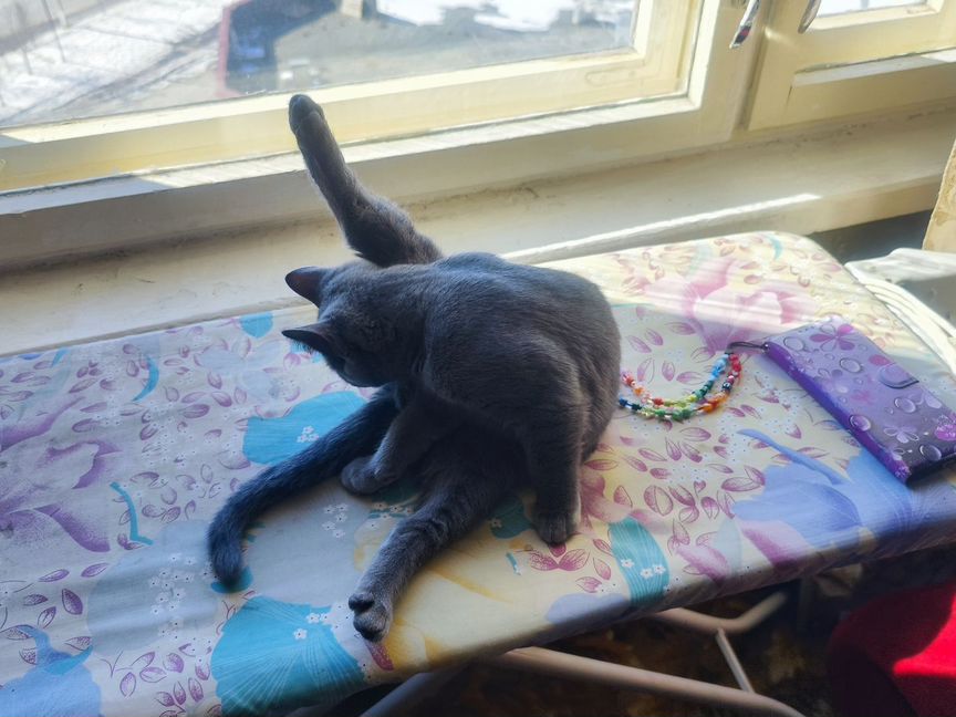 Отдам котенка в добрые руки
