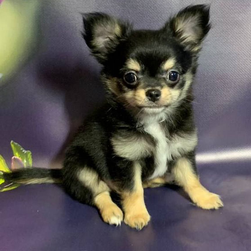 Чихуахуа, щенок