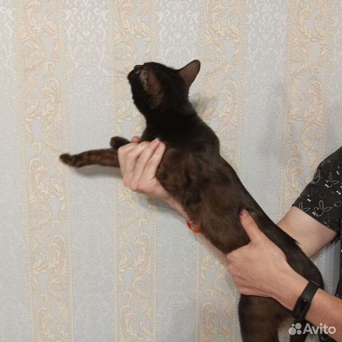 Кошка бенгалка