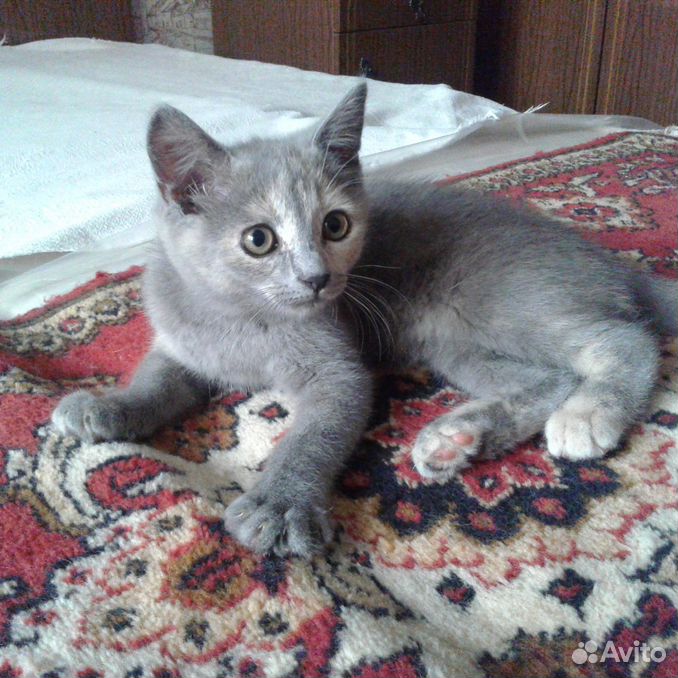 Котенок черепаховой расцветки (мальчик)