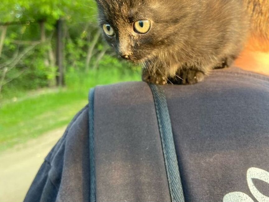 Котенок деаочка