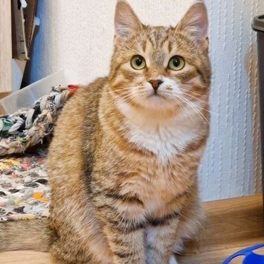 Кошечки
