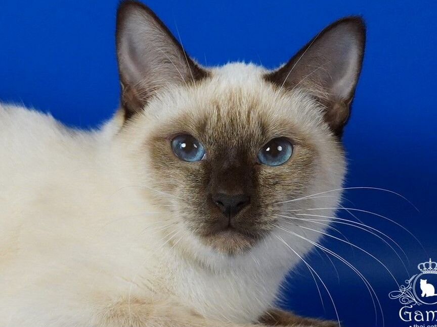 Породистые тайские кошечки шоколад-пойнт