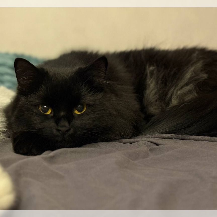 Взрослый кот в добрые руки