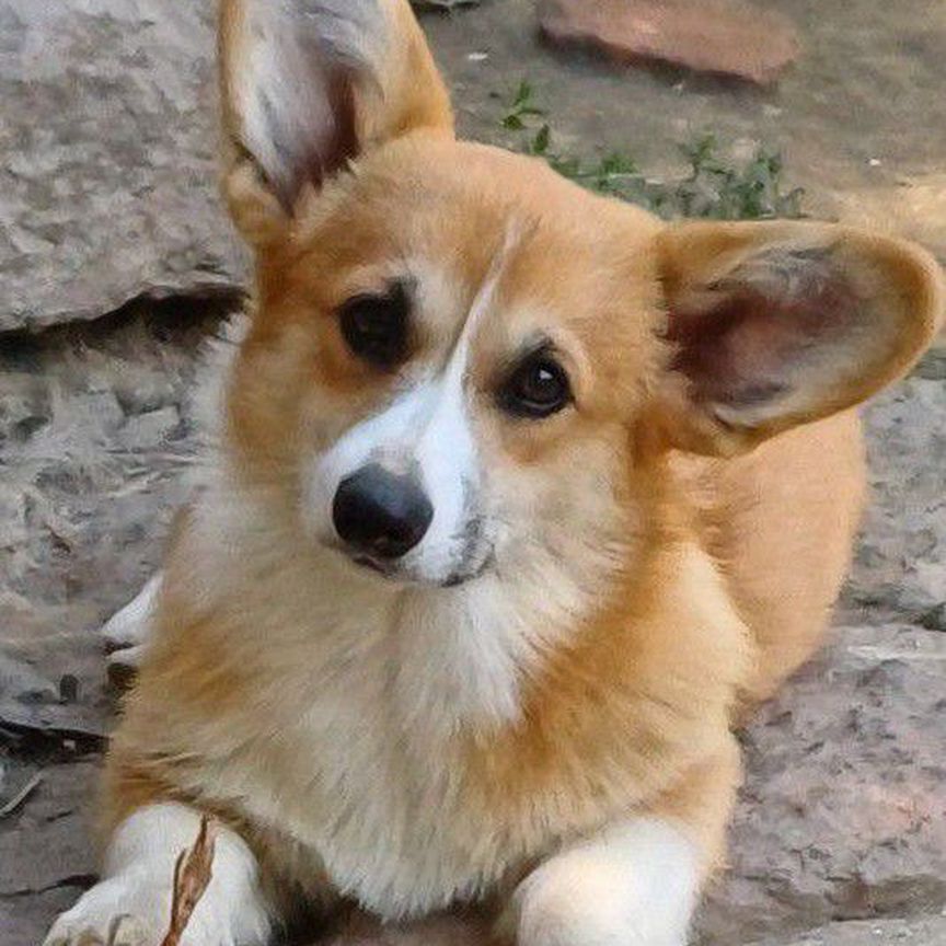 Девочка вельш корги пемброк