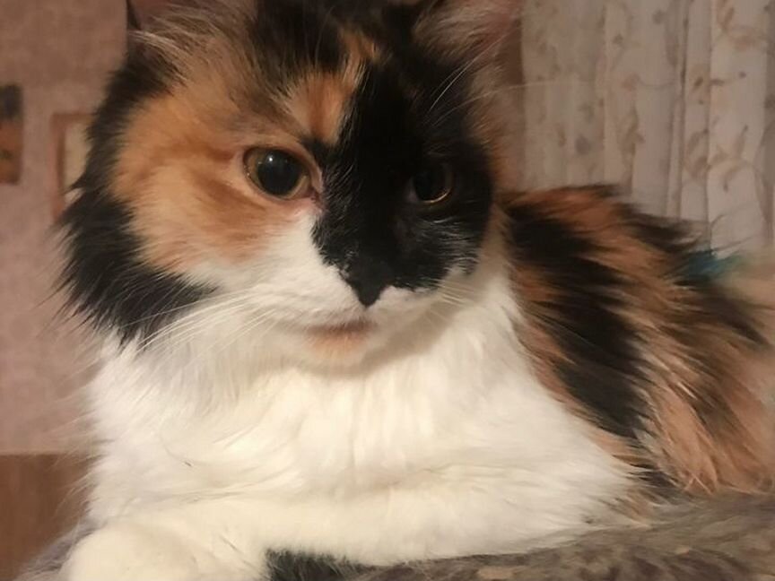 Полина стерилизована