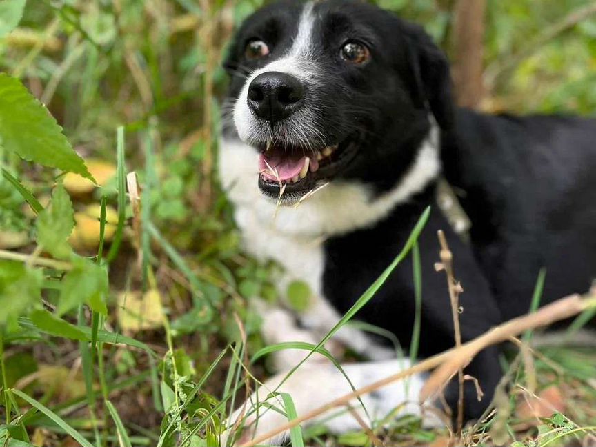 Робкая собака очень ждет родителей