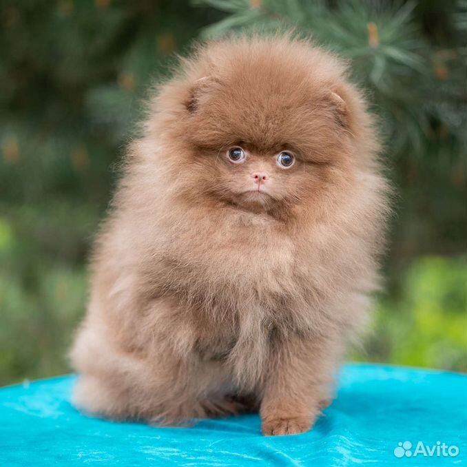 Шоколадная Аленка