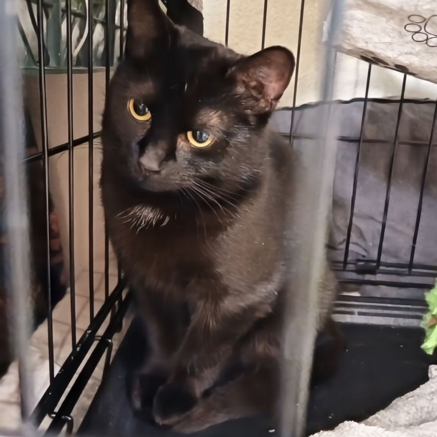 Взрослая, кошка в добрые руки