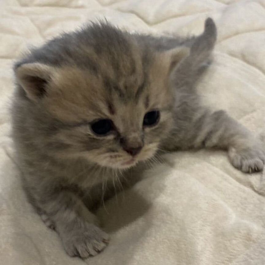 Шотландский вислоухий длинношёрстный котёнок