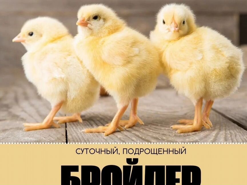 Цыплята бройлеры кобб 500