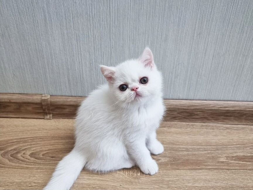 Белый котик экзот