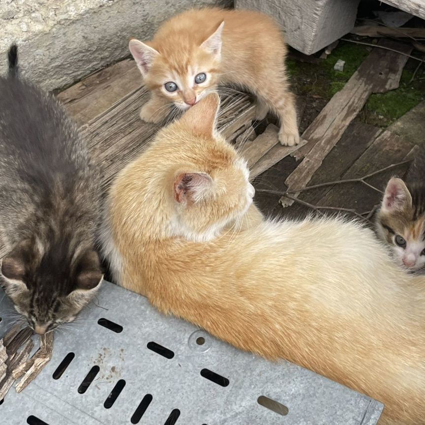 Котята в добрые руки