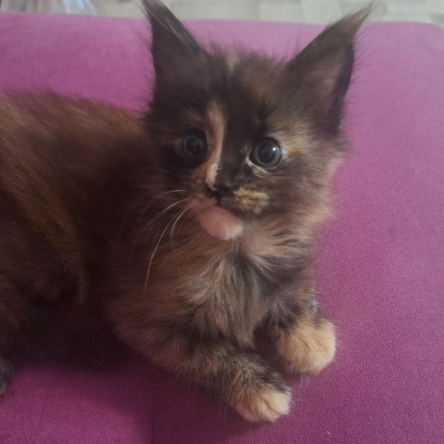 Домашние животные котята