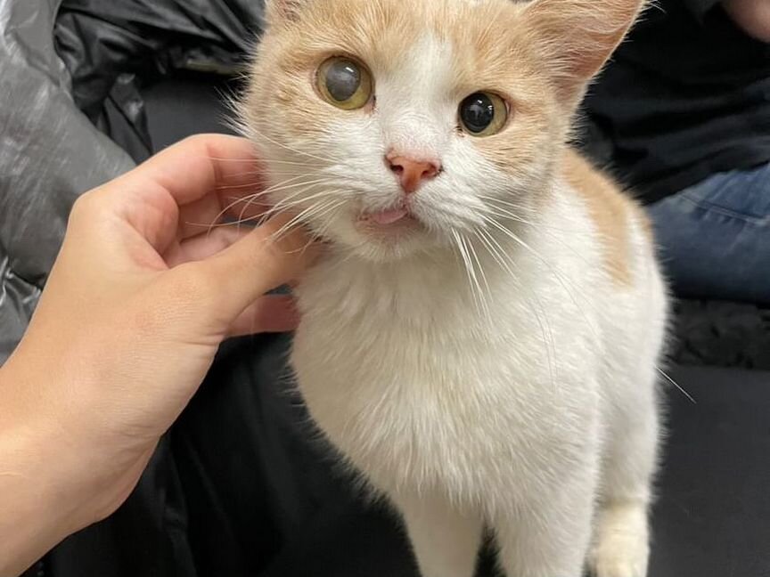 Кошка котик найдена кошка отдам в добрые руки
