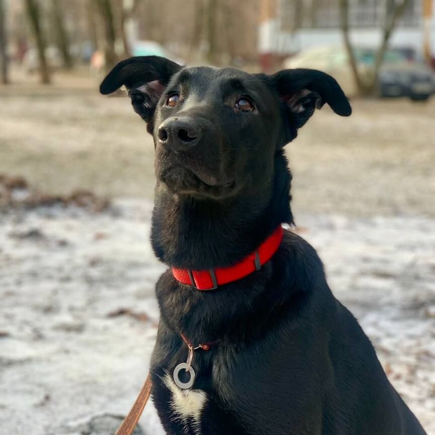 Полностью укомплектованная черная собака Лайлa жде