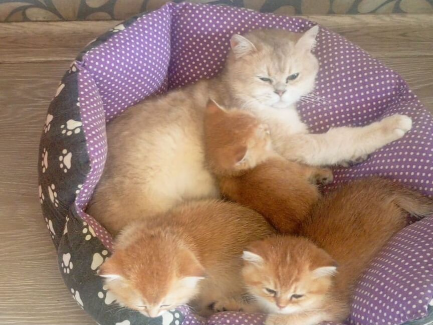 Котята британские золото