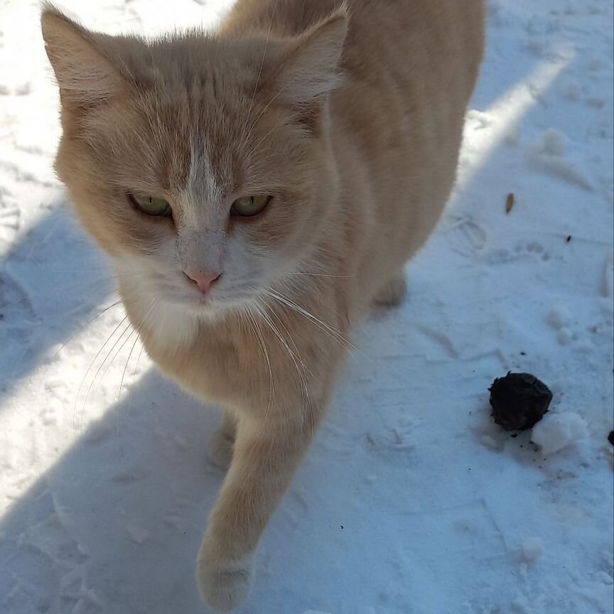 Кошечка в добрые руки бесплатно