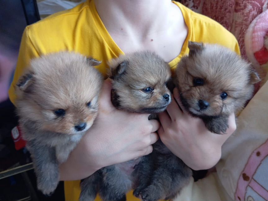 Малыши немецкого шпица